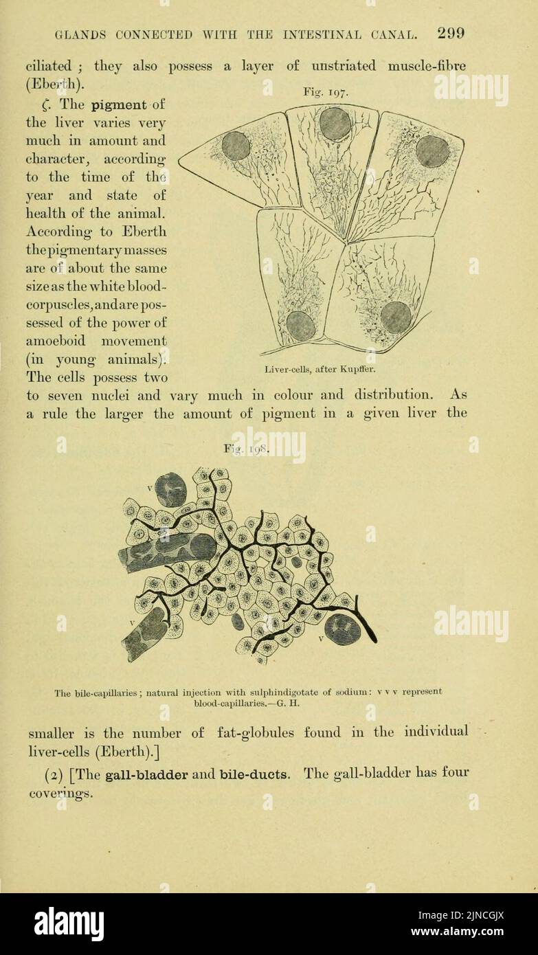 The anatomy of the frog (Page 299, Figs. 197-198 Stock Photo - Alamy