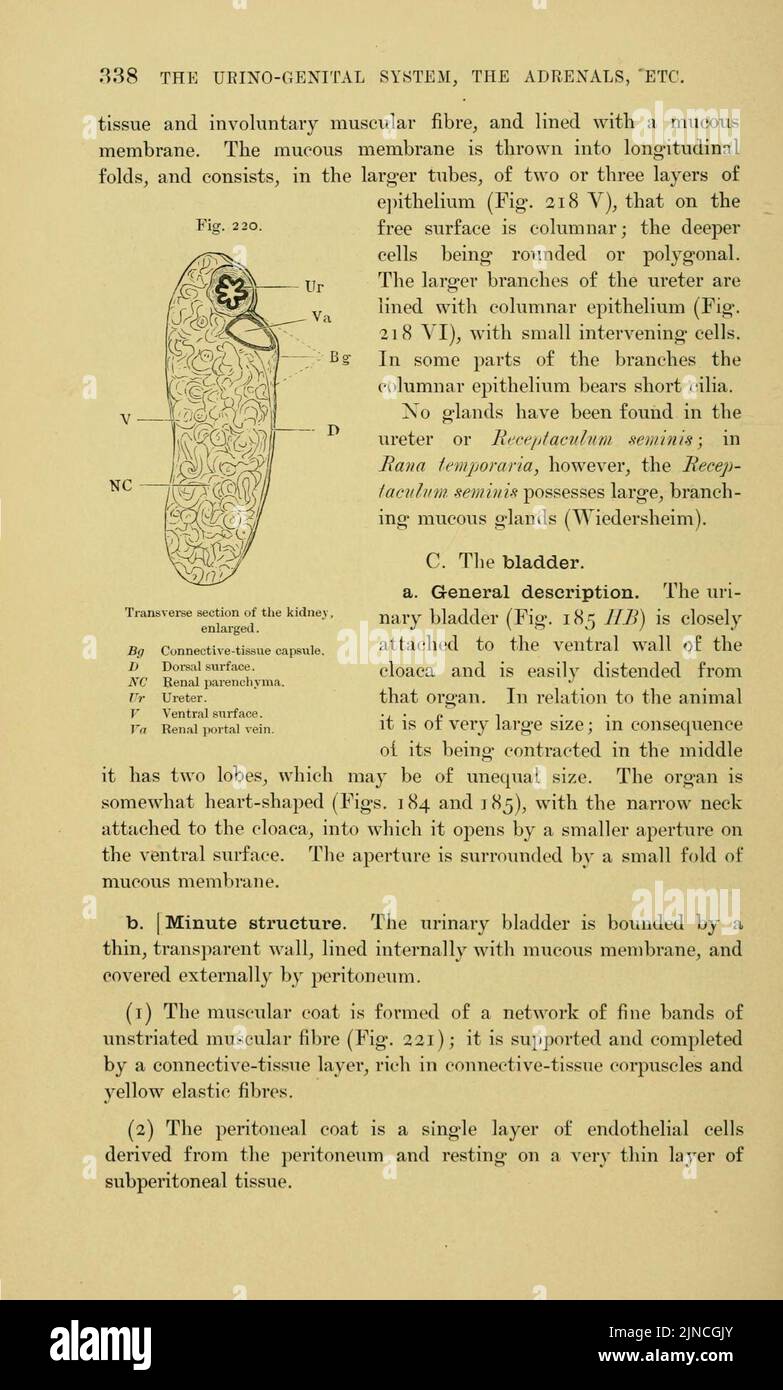 The anatomy of the frog (Page 338, Fig. 220 Stock Photo - Alamy