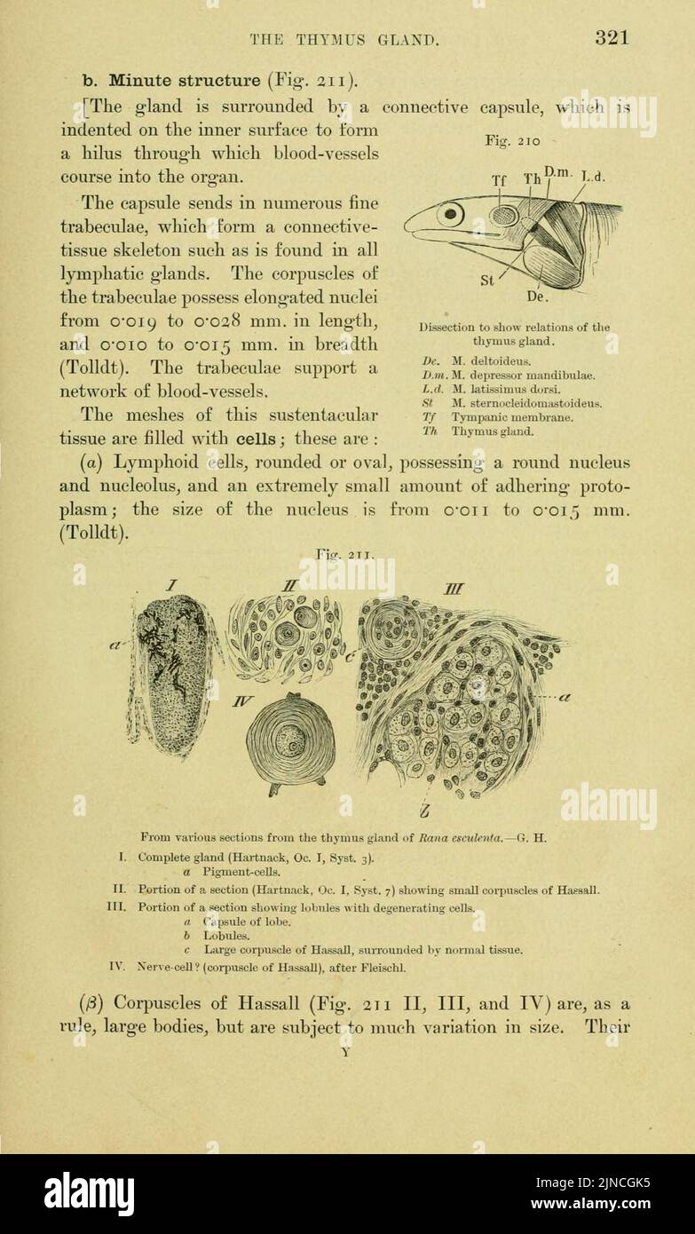 The anatomy of the frog (Page 321, Figs. 210-211 Stock Photo - Alamy