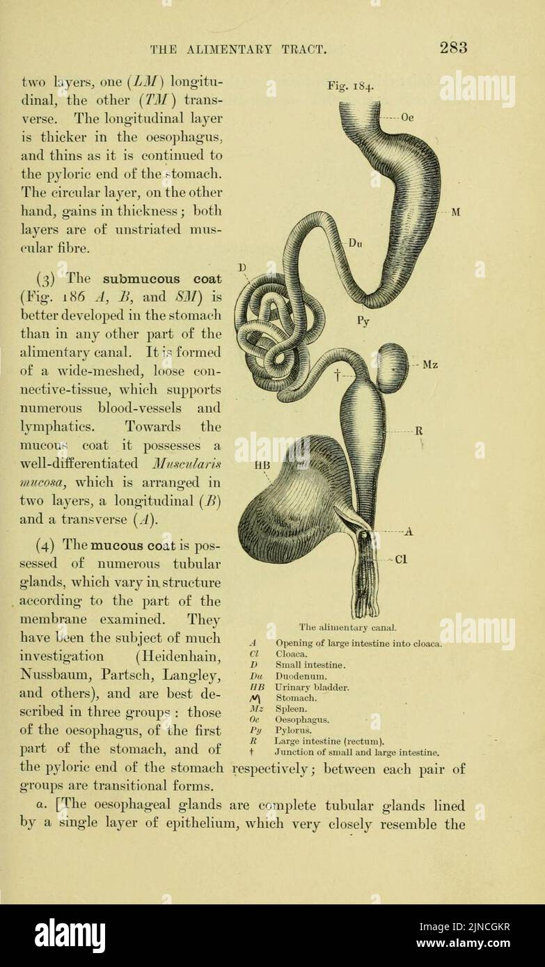 The anatomy of the frog (Page 283, Fig. 184 Stock Photo - Alamy