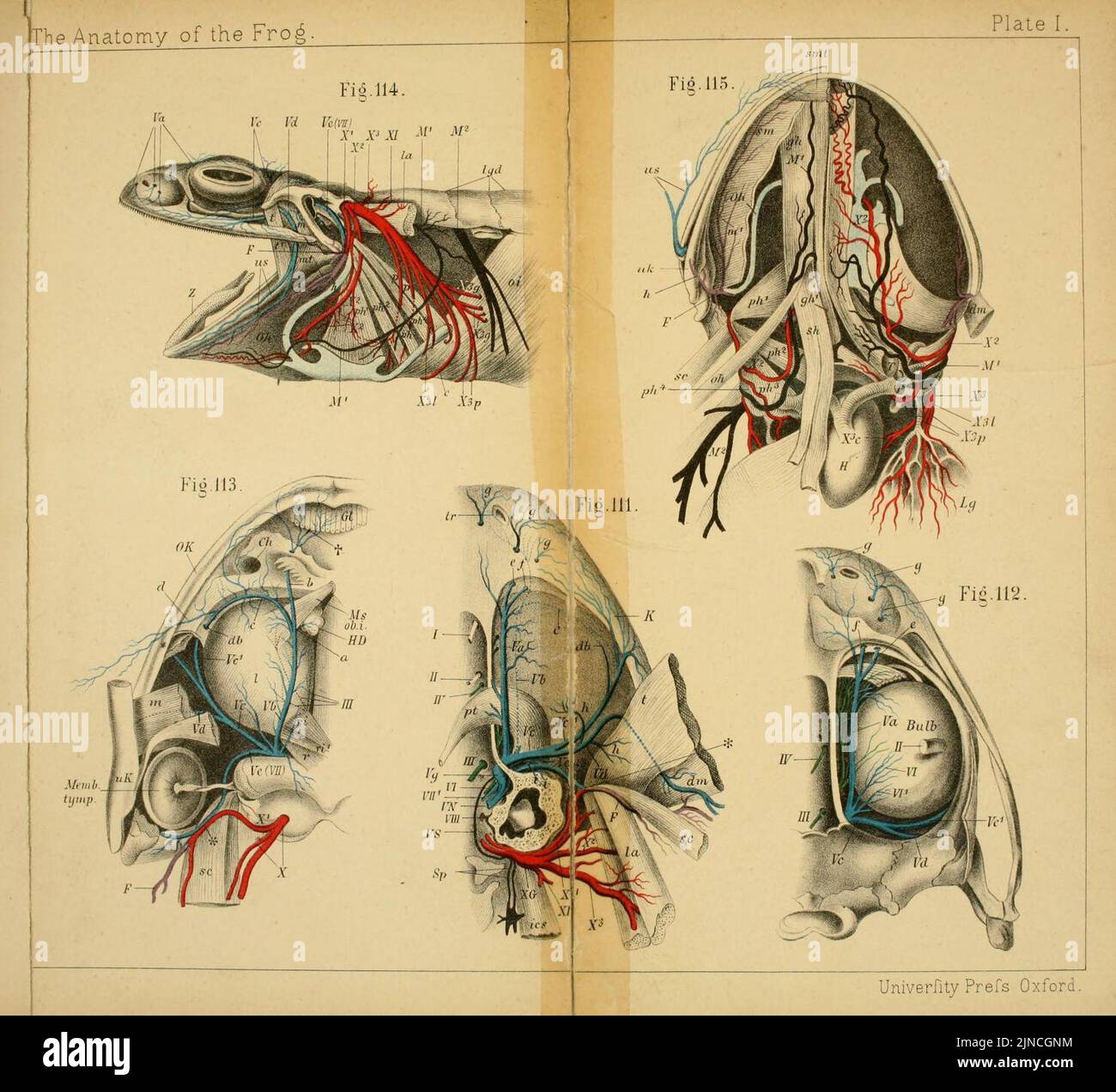 The anatomy of the frog (Plate I, Figs. 111-115 Stock Photo - Alamy