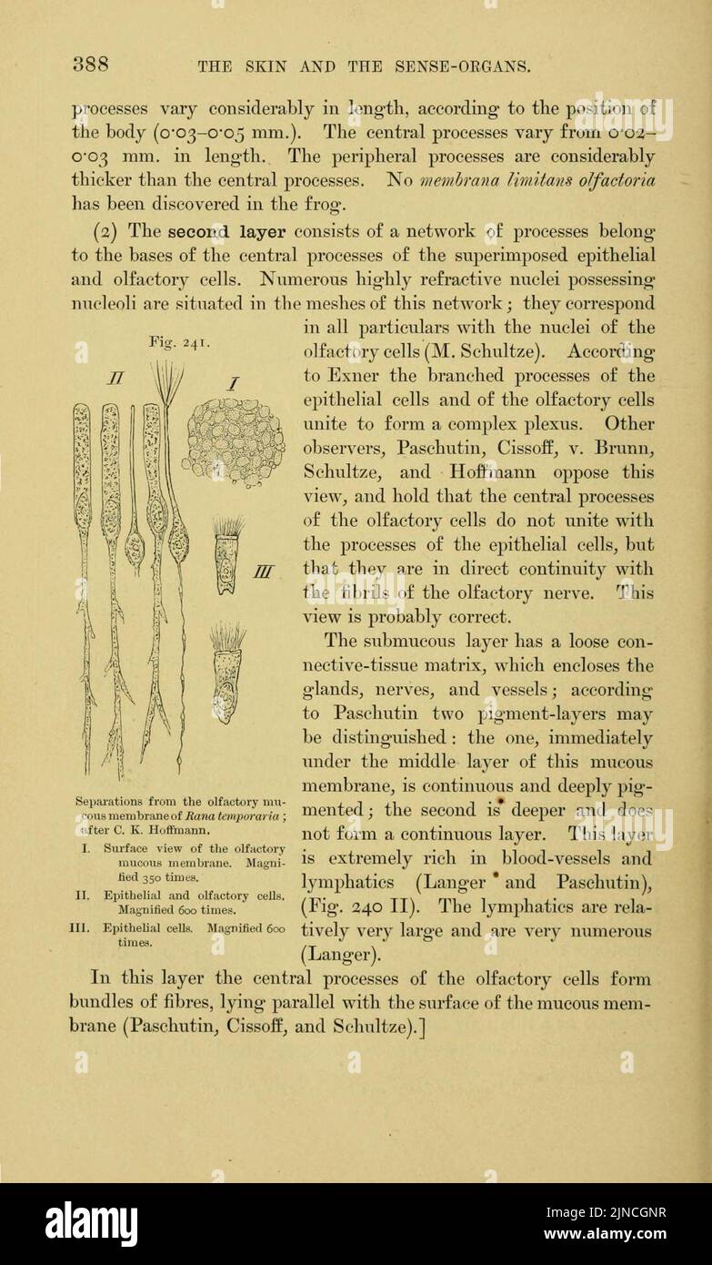 The anatomy of the frog (Page 388, Fig. 241 Stock Photo - Alamy