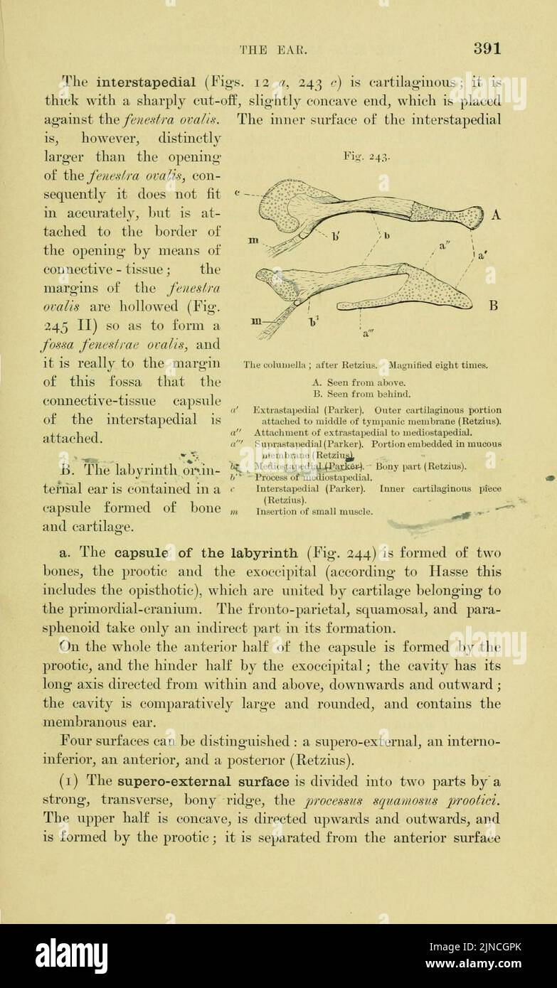 The anatomy of the frog (Page 391, Fig. 243 Stock Photo - Alamy