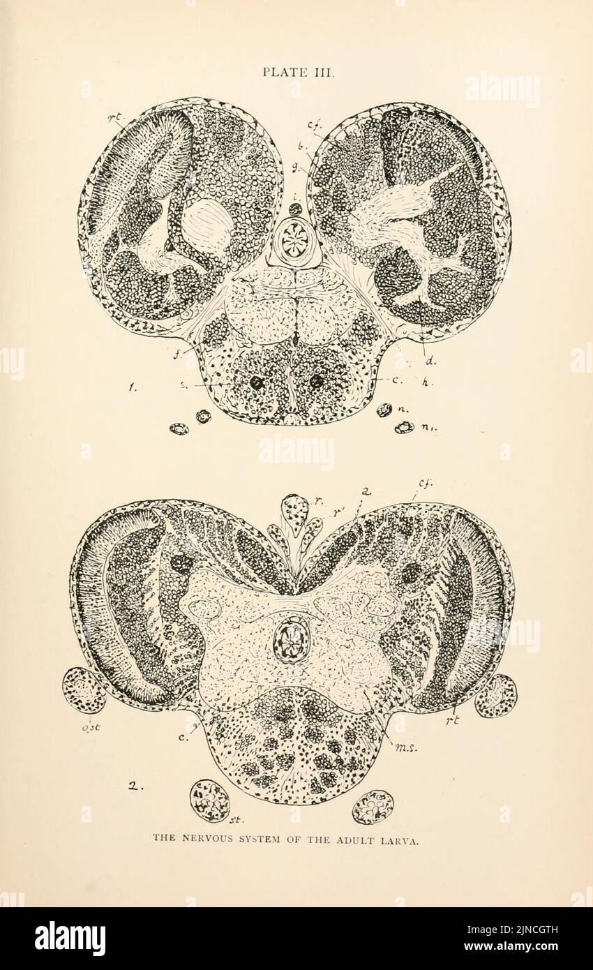 The anatomy, physiology, morphology and development of the blow-fly ...