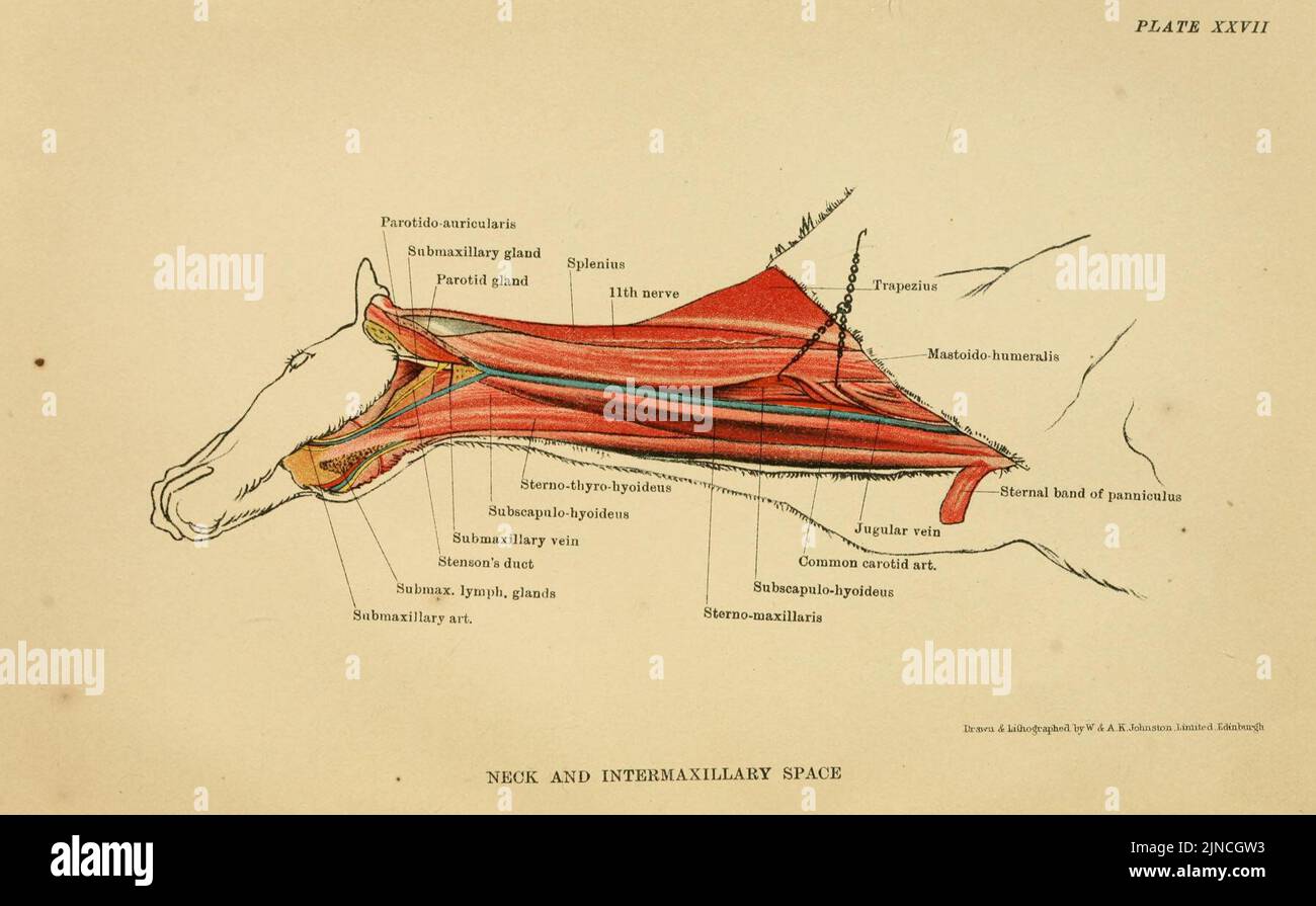The anatomy of the horse Stock Photo - Alamy