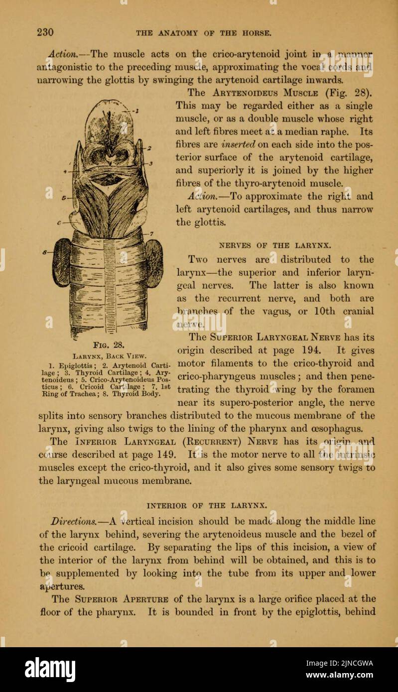 The anatomy of the horse (Page 230 Stock Photo - Alamy