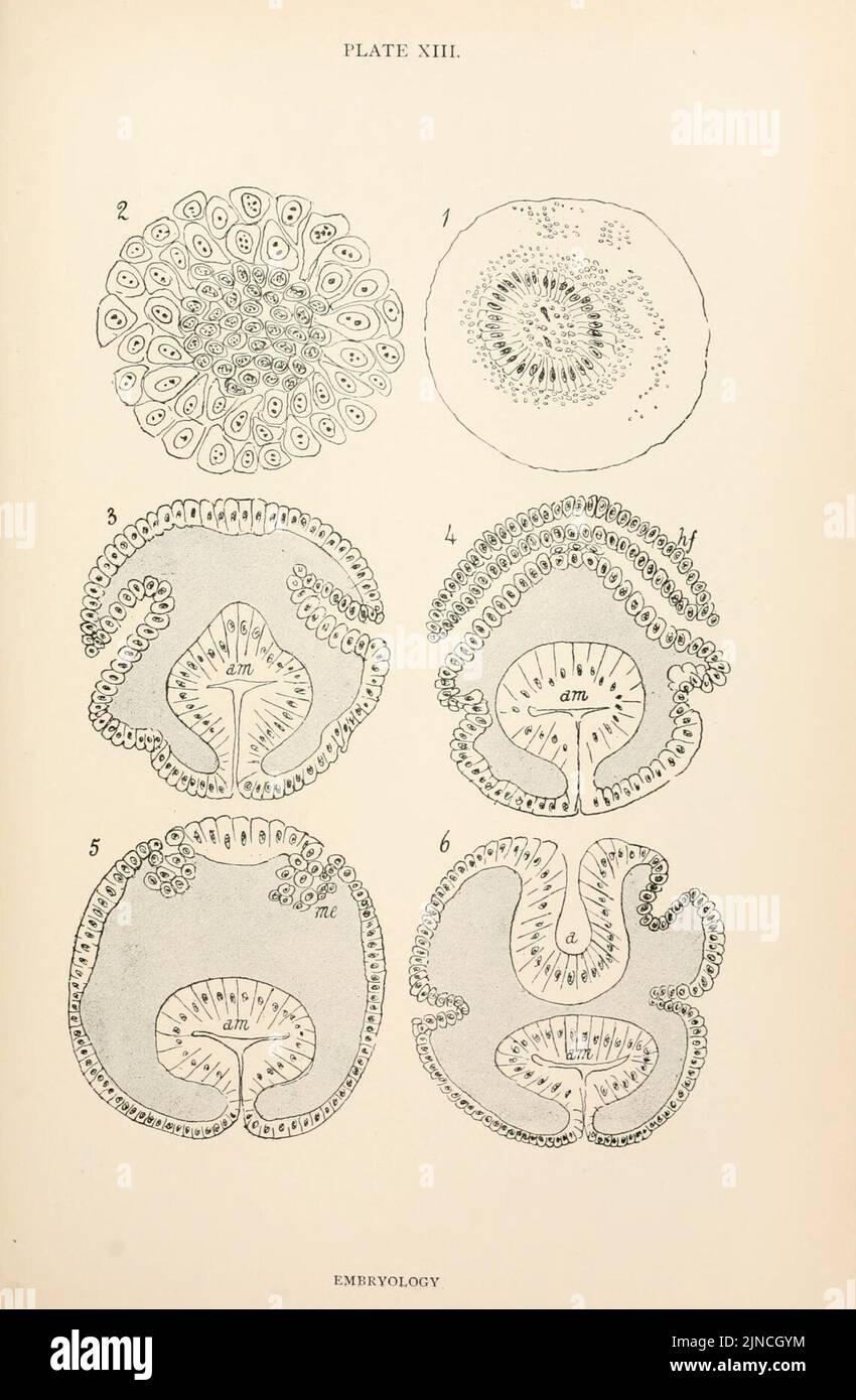 The anatomy, physiology, morphology and development of the blow-fly ...