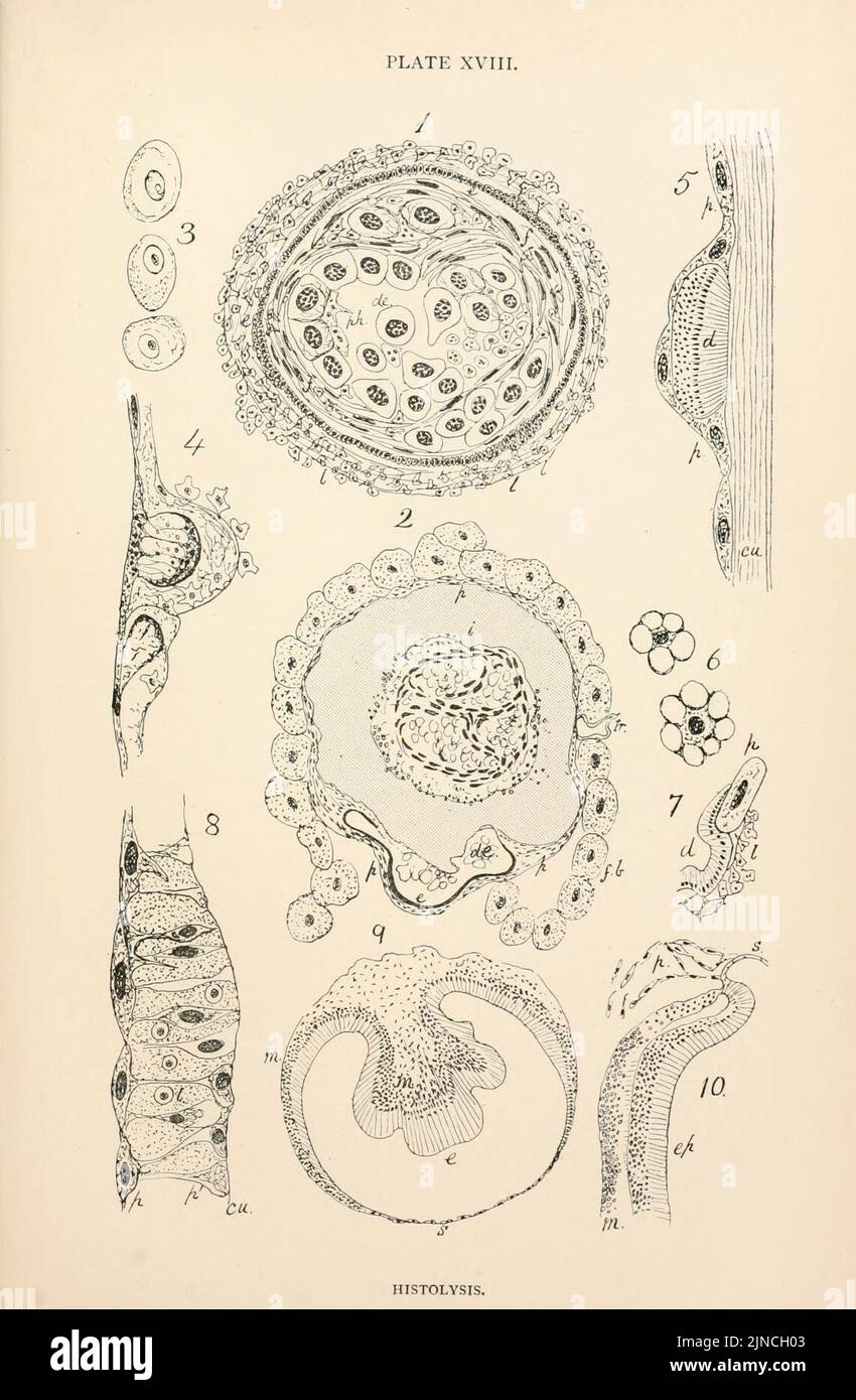 The anatomy, physiology, morphology and development of the blow-fly ...