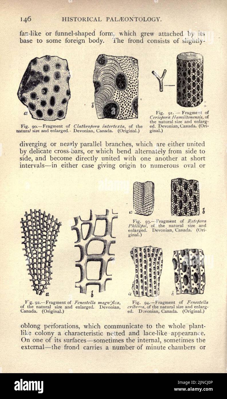 The ancient life-history of the earth (Page 146 Stock Photo - Alamy