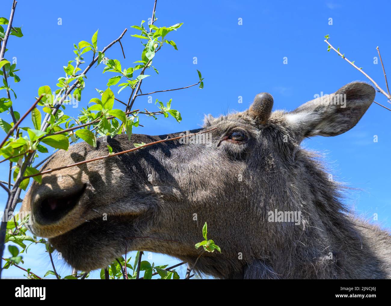 A close-up view of the head of a young elk eating the leaves of a tree ...