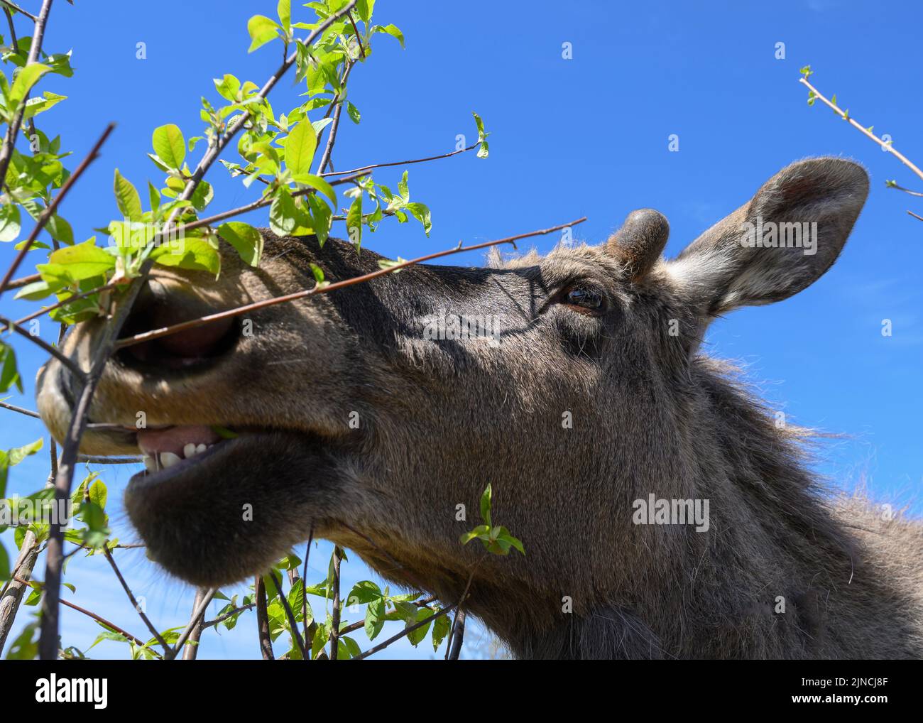 A close-up view of the head of a young elk eating the leaves of a tree ...
