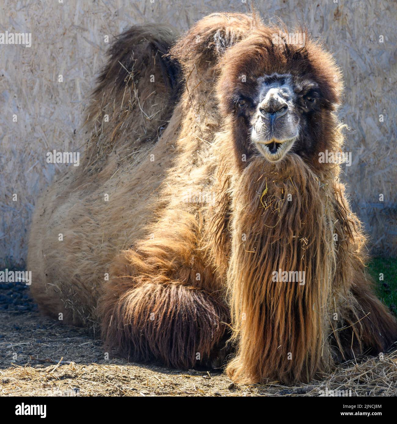 Humped forest hi-res stock photography and images - Alamy