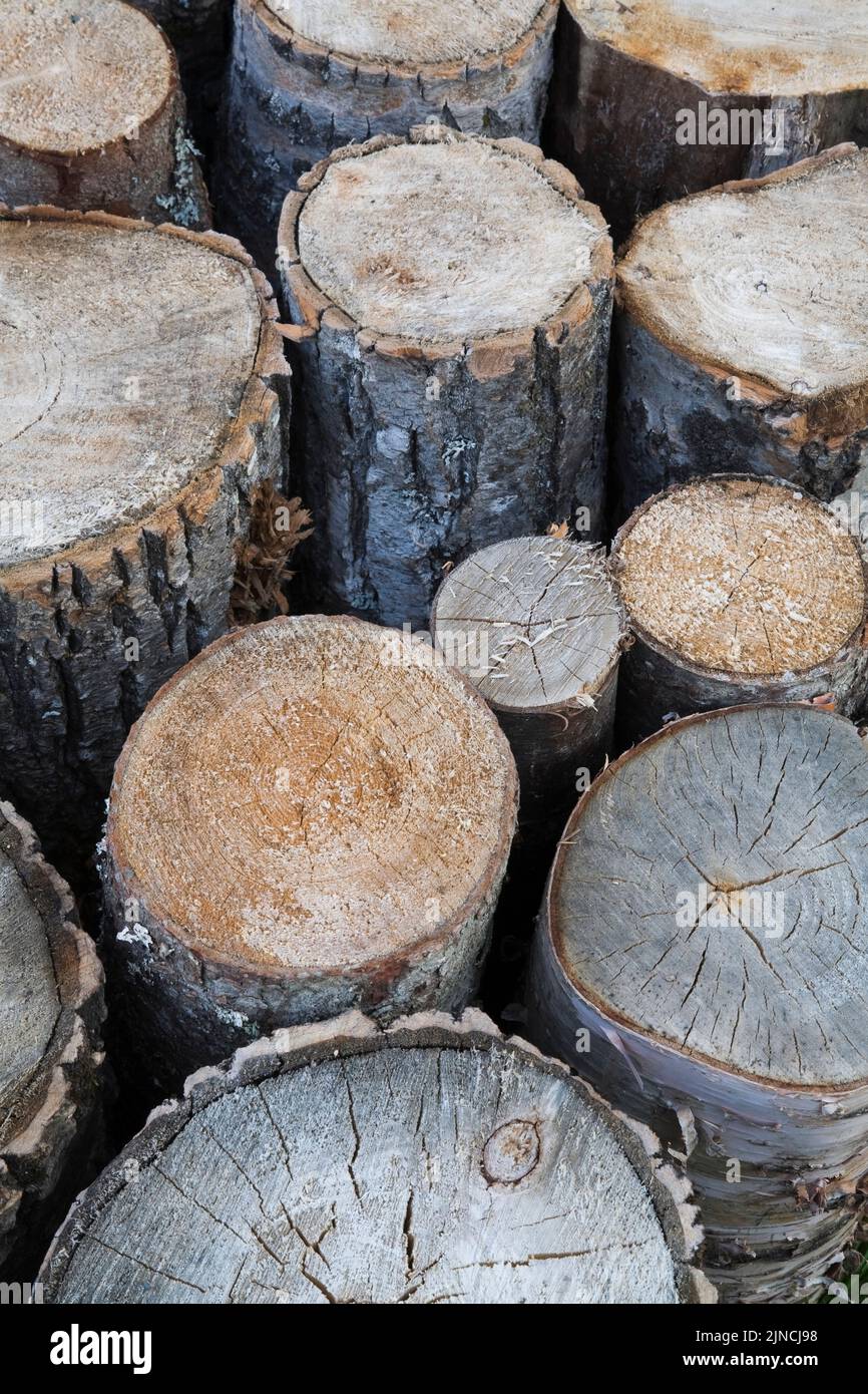 Cross section pinus hi-res stock photography and images - Alamy