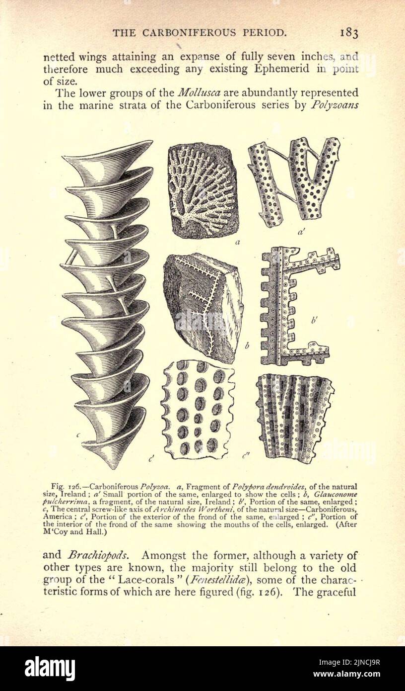 The ancient life-history of the earth (Page 183 Stock Photo - Alamy