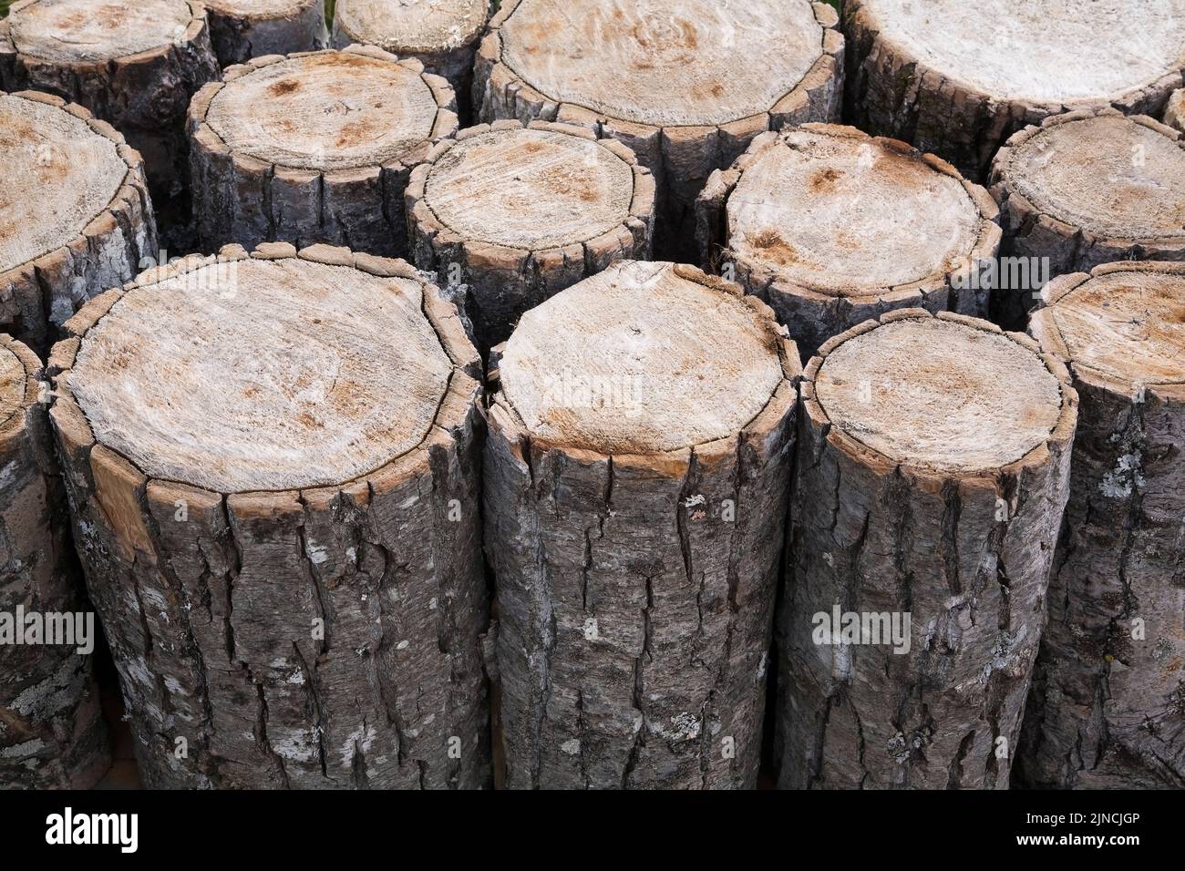 Cross section pinus hi-res stock photography and images - Alamy