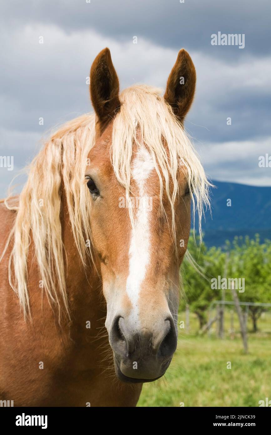 Light colored horse hi-res stock photography and images - Alamy