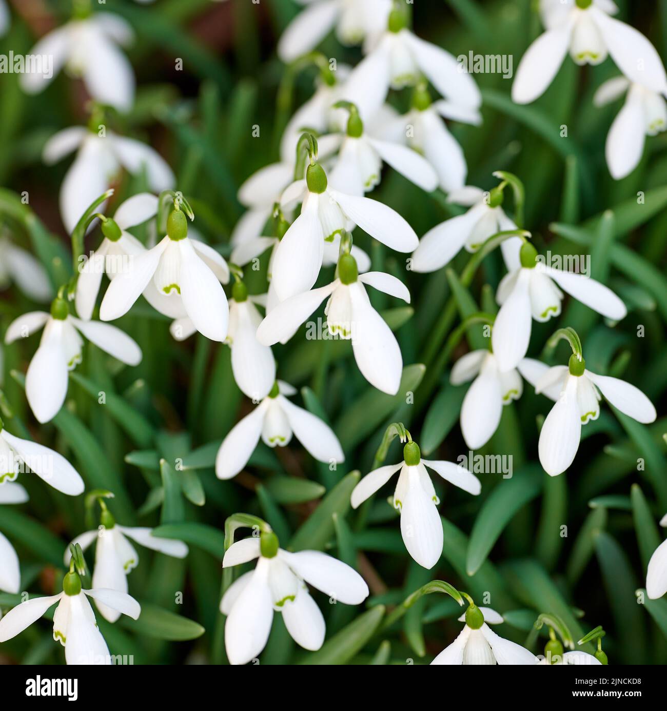 Common snowdrop - Galanthus nivalis Stock Photo - Alamy