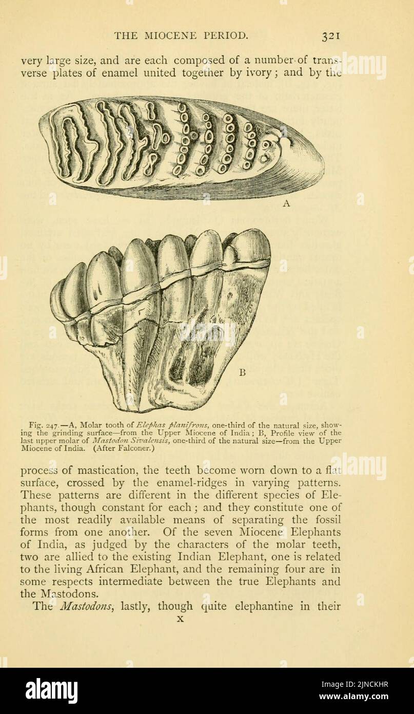 The ancient life-history of the earth (Page 321, Fig. 247 Stock Photo ...