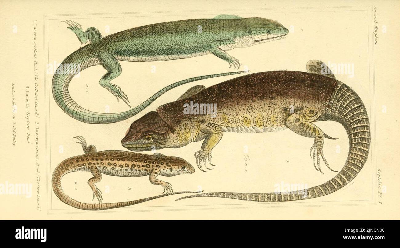 The animal kingdom, arranged according to its organization, serving as ...