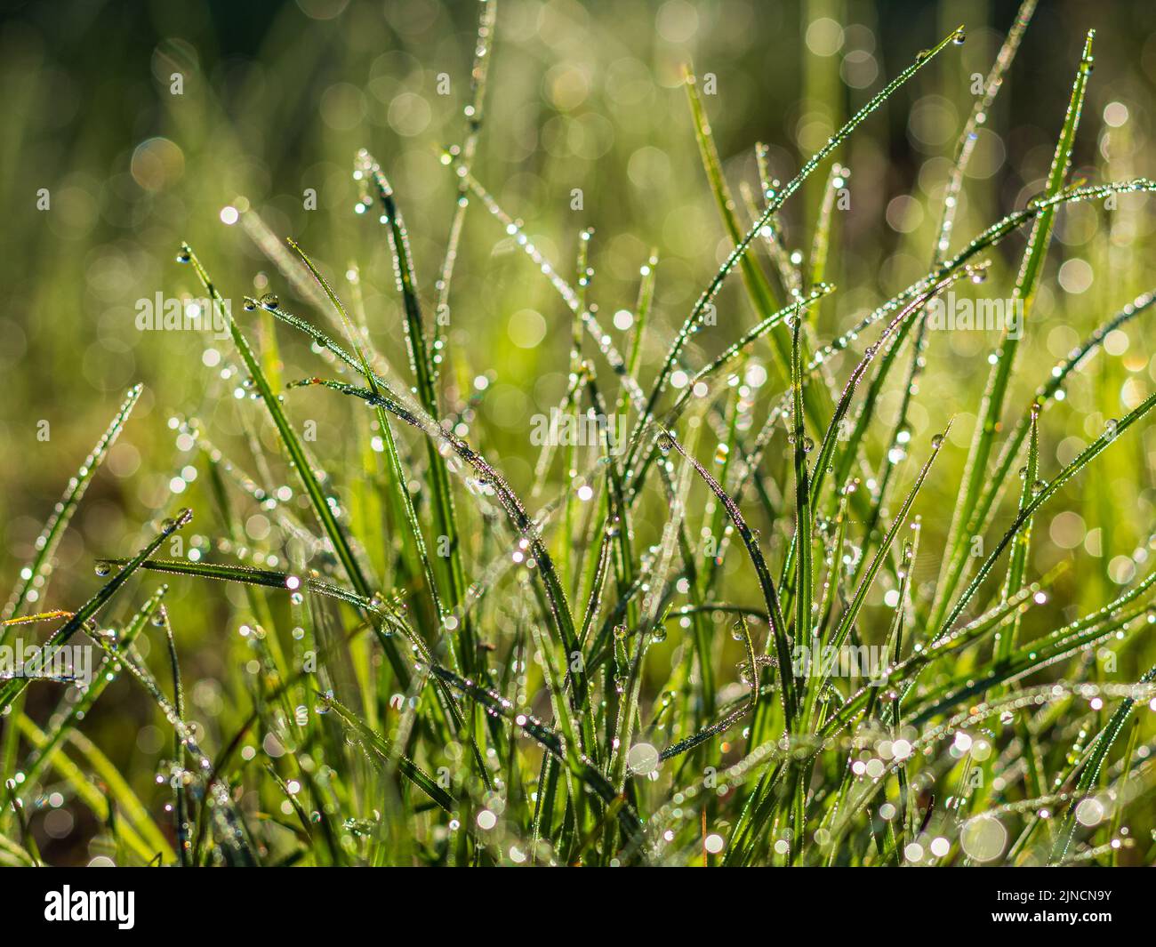 Fresh green grass with dew drops in morning sunny light. Beautiful ...