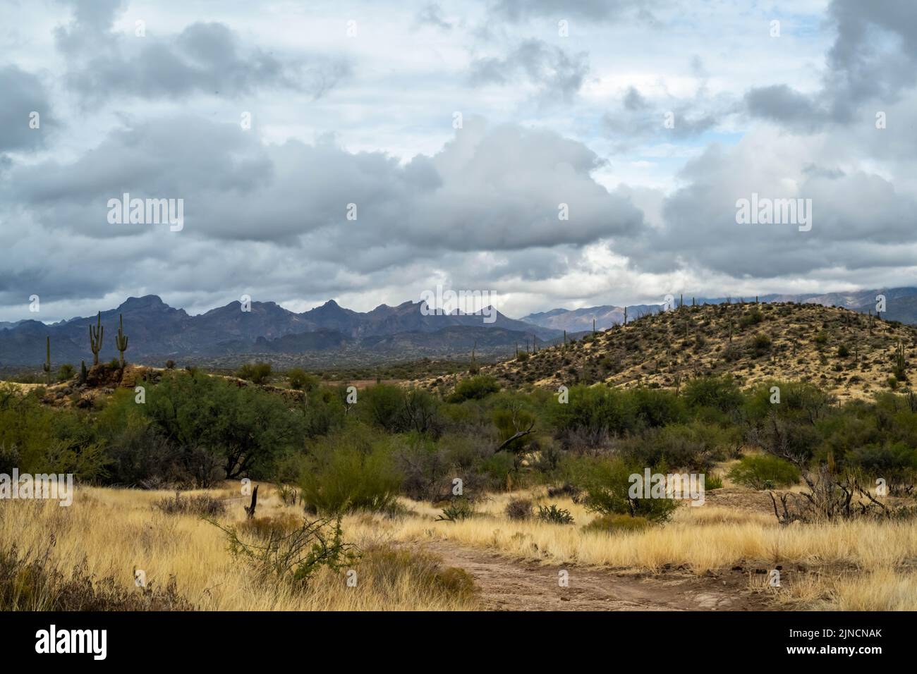 An overlooking view of Tonto National Forest, Arizona Stock Photo - Alamy