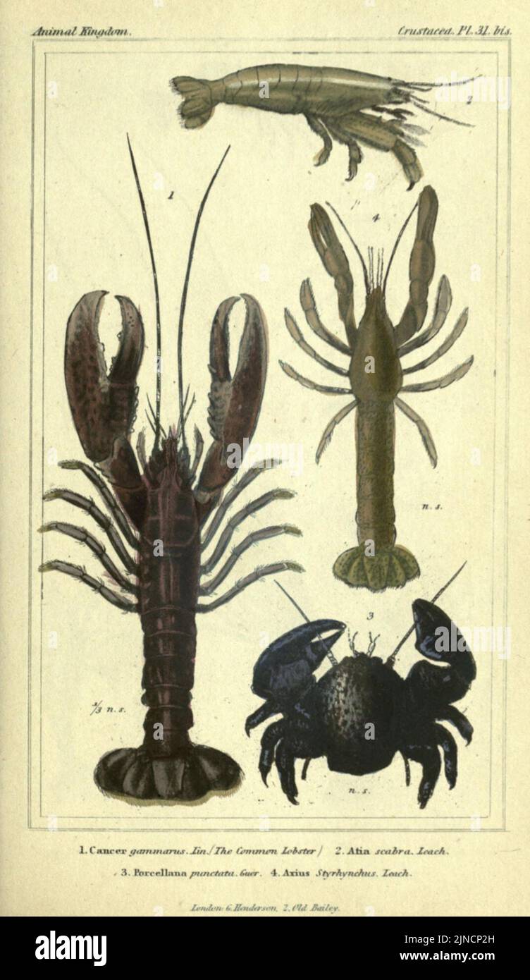 The animal kingdom, arranged according to its organization, serving as ...