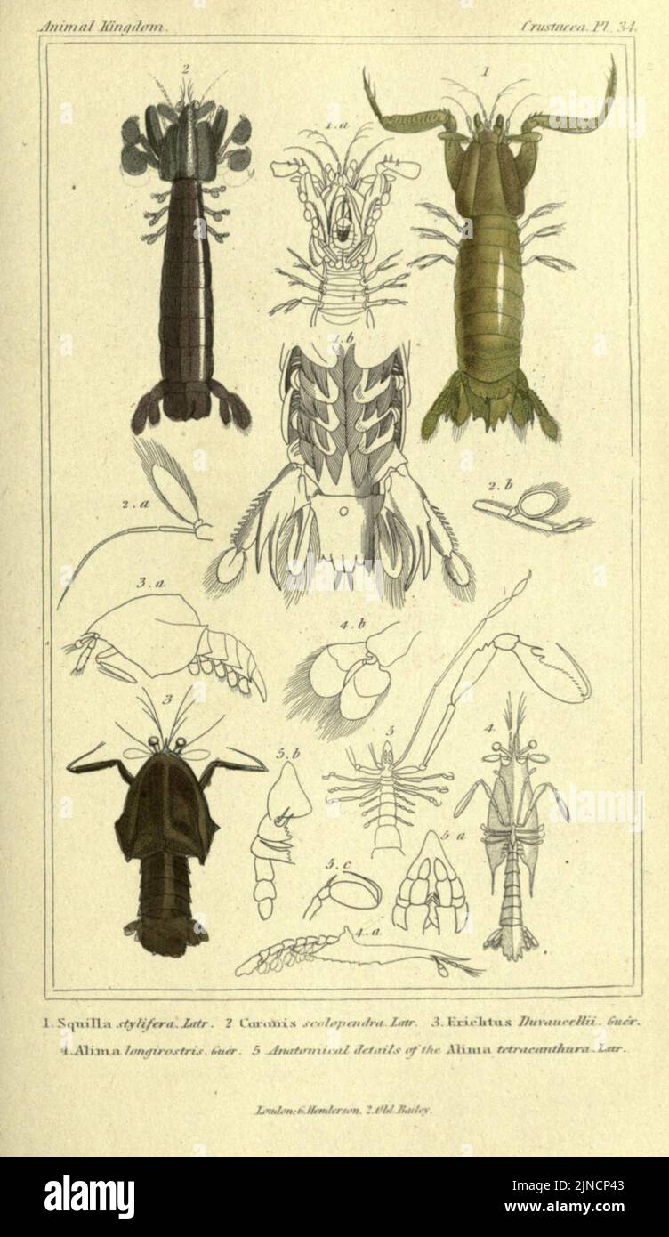 The animal kingdom, arranged according to its organization, serving as ...