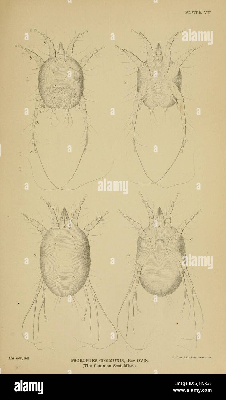 The animal parasites of sheep Stock Photo - Alamy