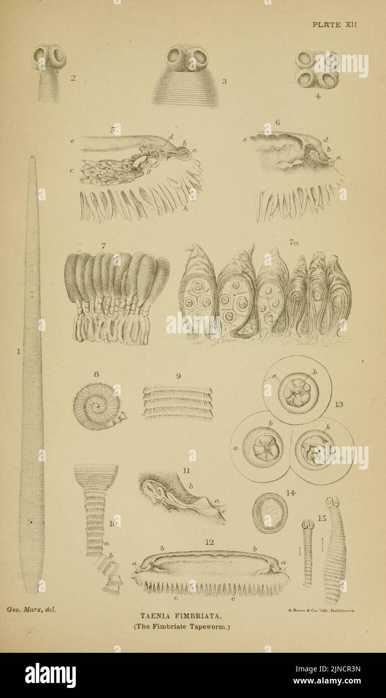 The animal parasites of sheep Stock Photo - Alamy
