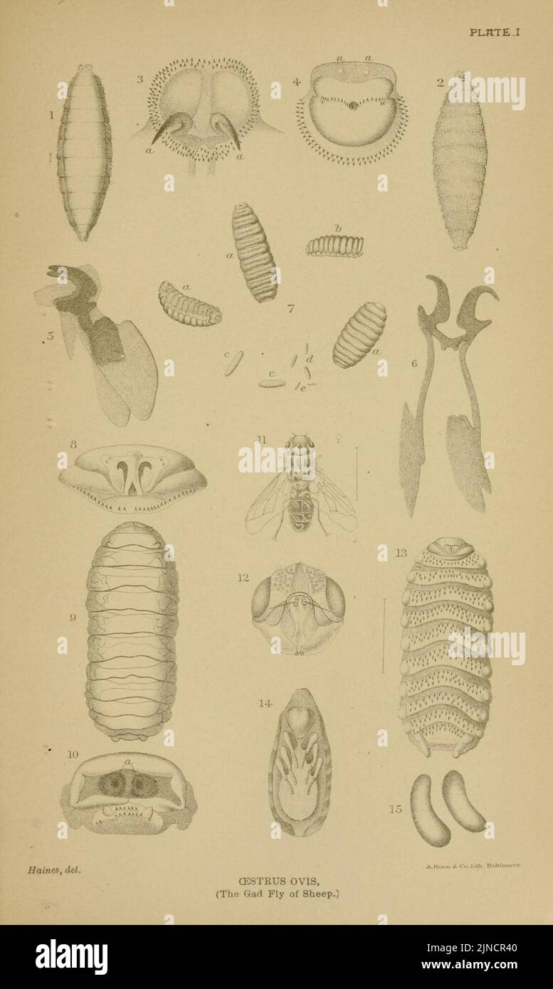 The animal parasites of sheep Stock Photo - Alamy