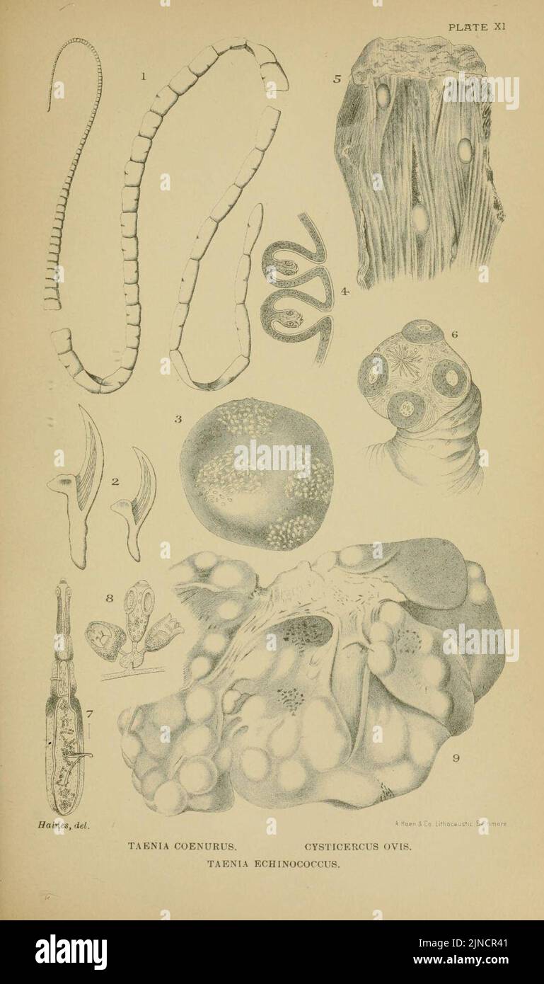 The animal parasites of sheep Stock Photo - Alamy