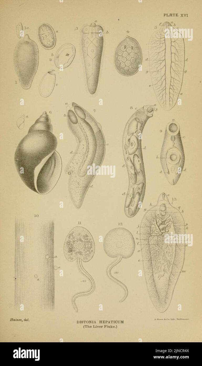 The animal parasites of sheep Stock Photo - Alamy