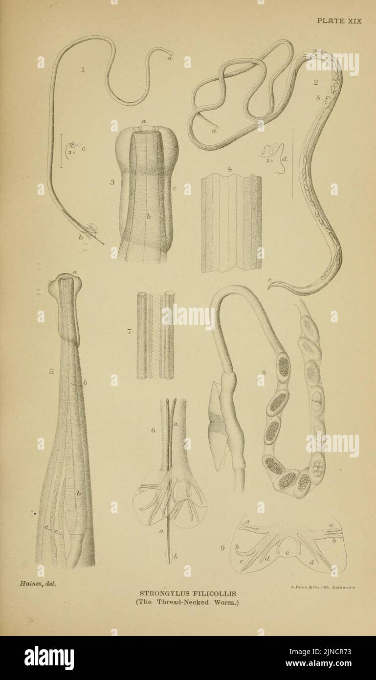 The animal parasites of sheep Stock Photo - Alamy