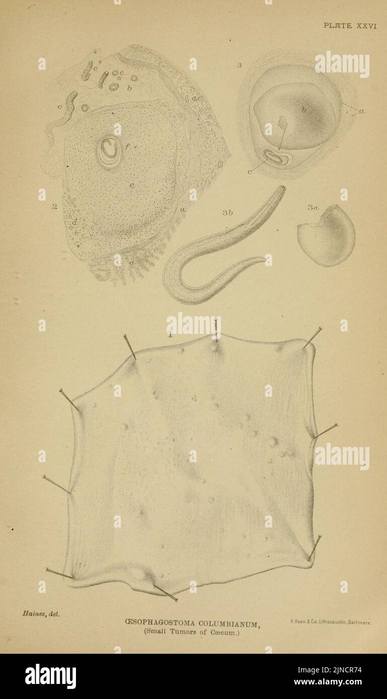 The animal parasites of sheep Stock Photo - Alamy