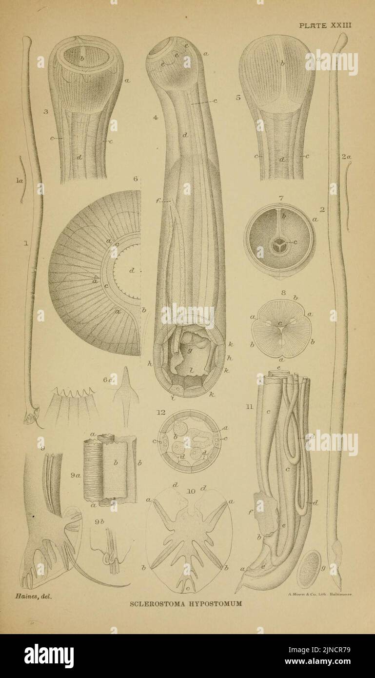 The animal parasites of sheep Stock Photo - Alamy