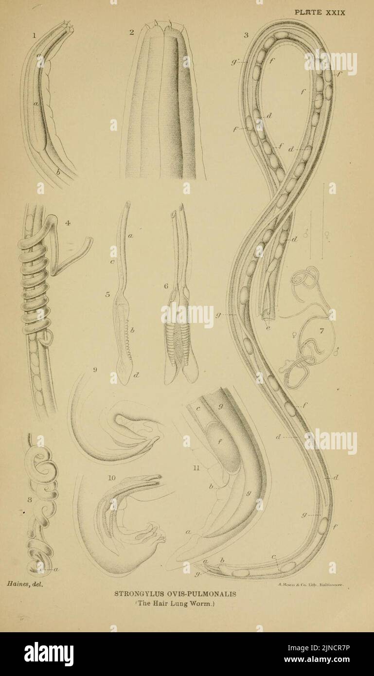 The animal parasites of sheep Stock Photo - Alamy