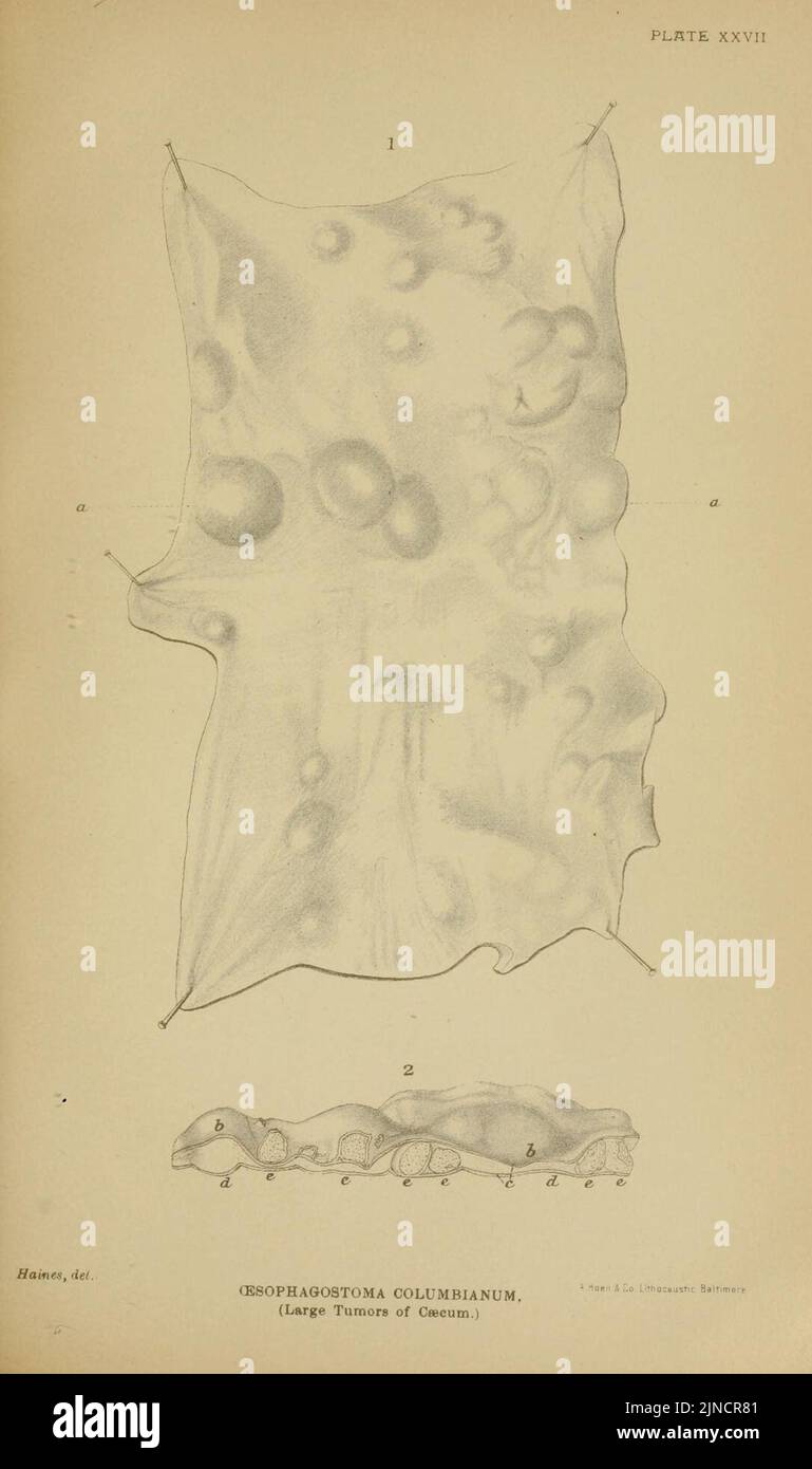 The animal parasites of sheep Stock Photo - Alamy