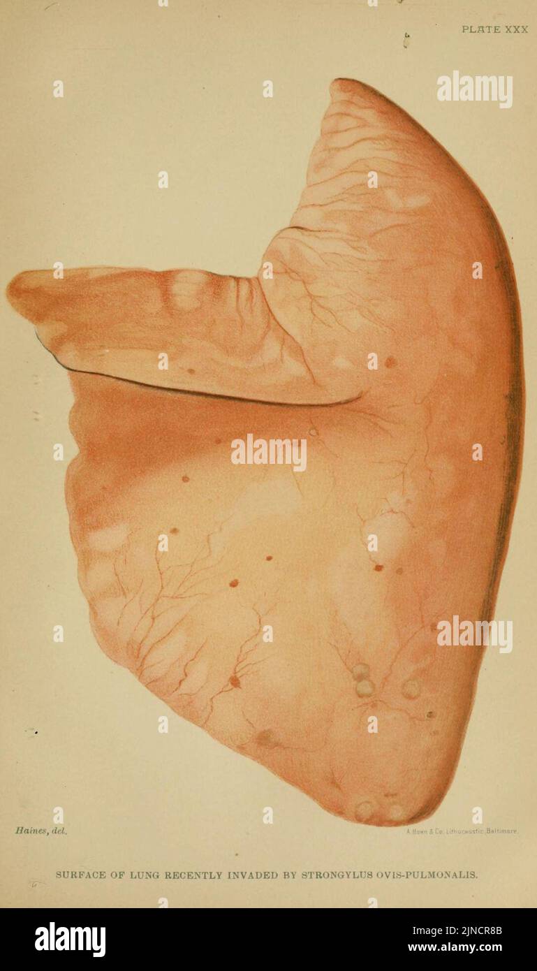 The animal parasites of sheep Stock Photo - Alamy
