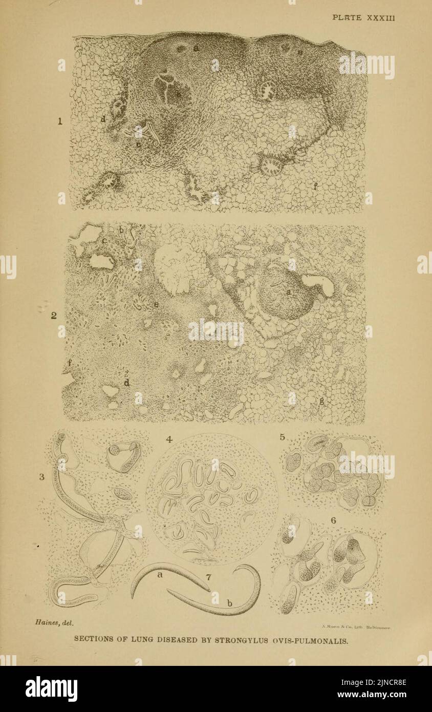 The animal parasites of sheep Stock Photo - Alamy