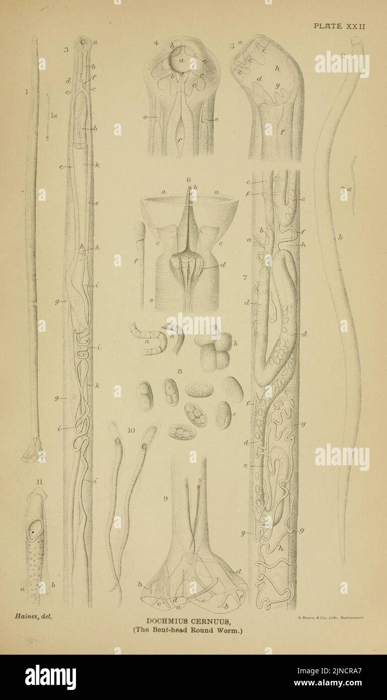 The animal parasites of sheep Stock Photo - Alamy