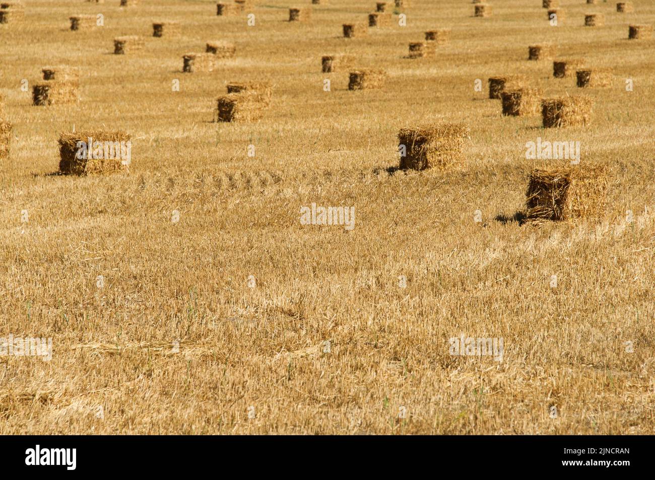Hayfield after cutting and baling Stock Photo - Alamy
