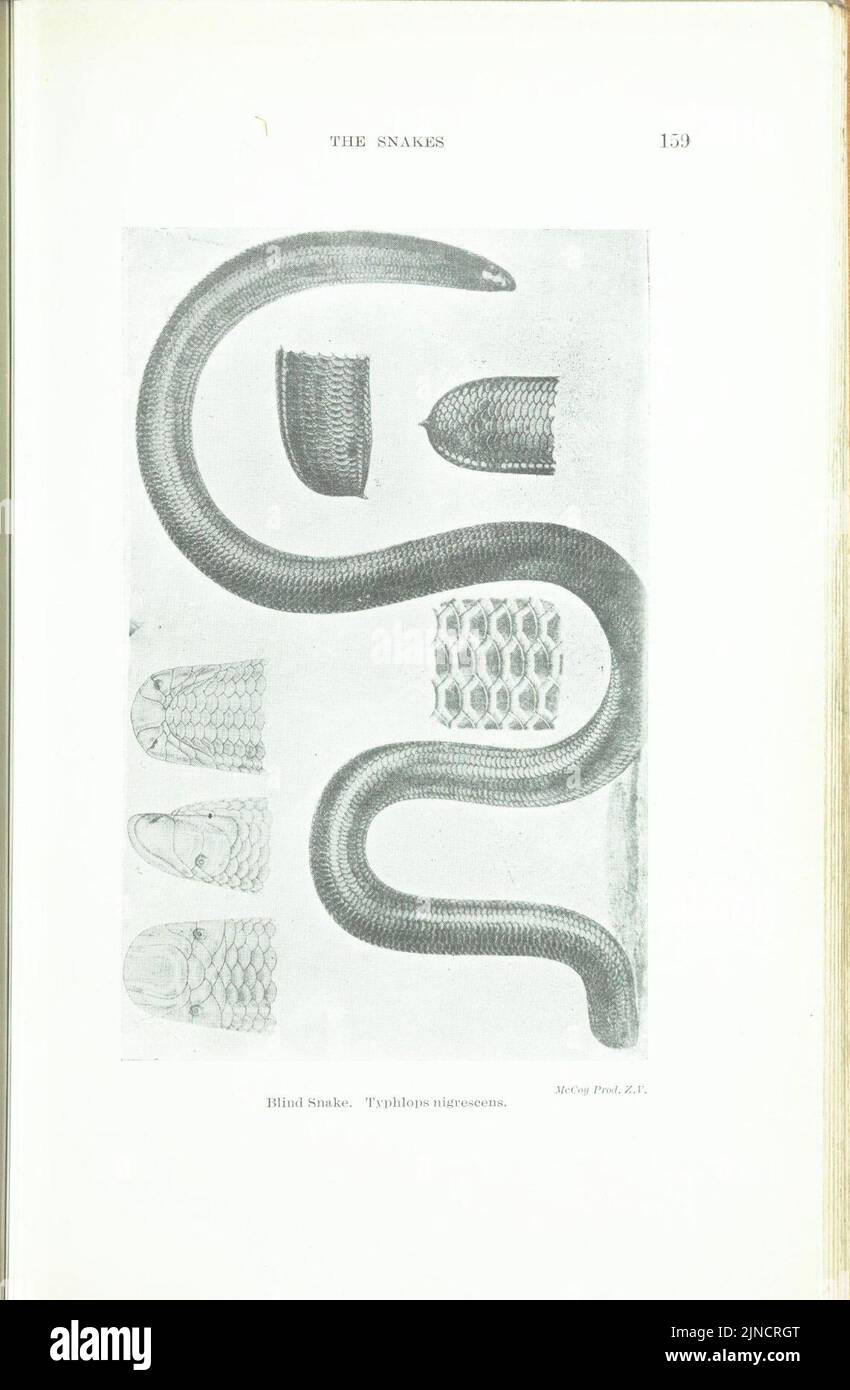 The animals of Australia (Page 159 Stock Photo - Alamy