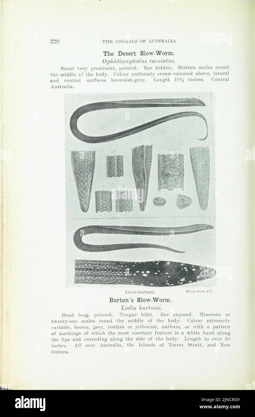 The animals of Australia (Page 220 Stock Photo - Alamy