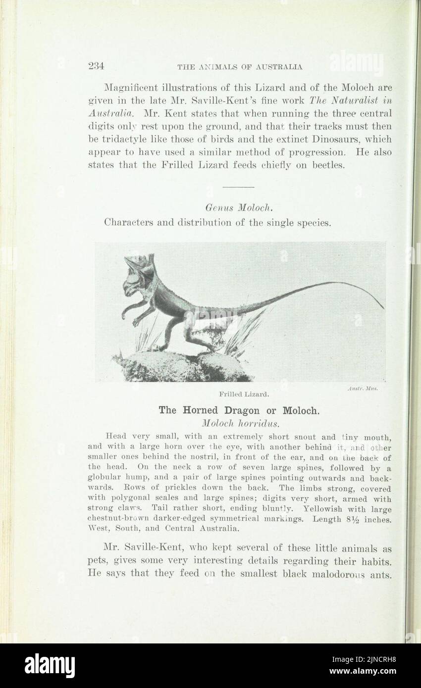 The animals of Australia (Page 234 Stock Photo - Alamy