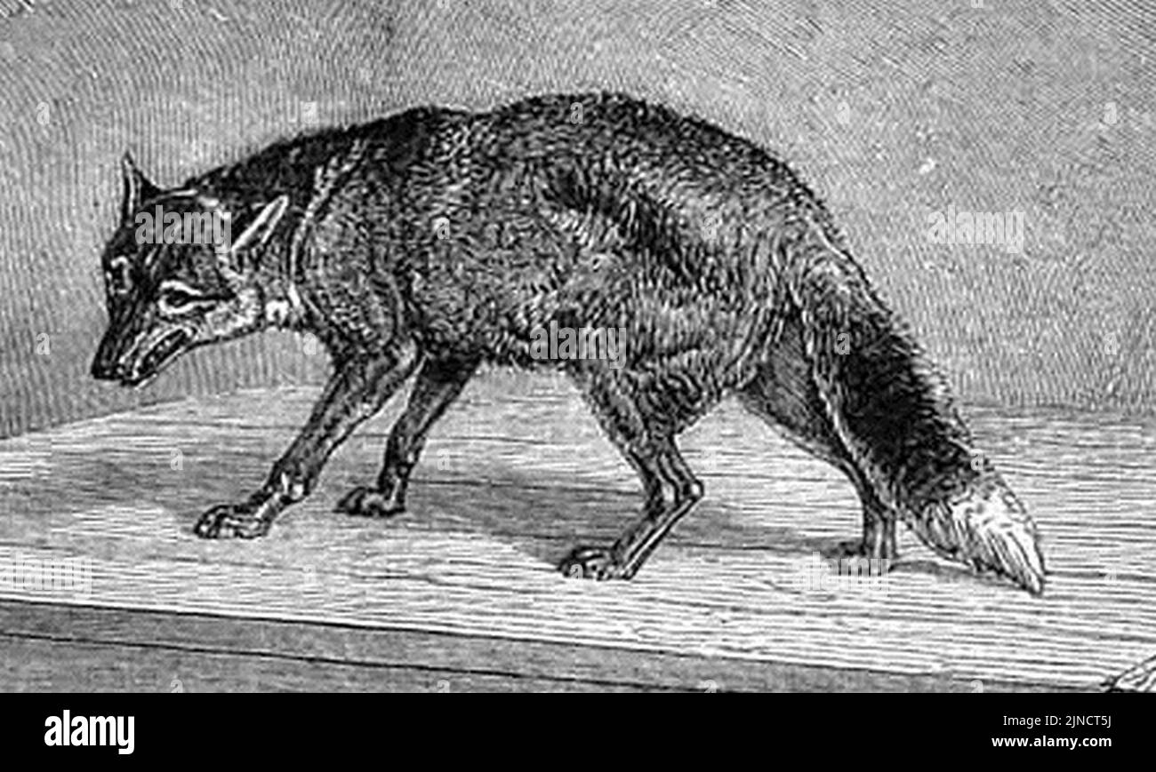 The Antarctic Wolf - Notes at the Zoological Gardens, Wolves - The ...