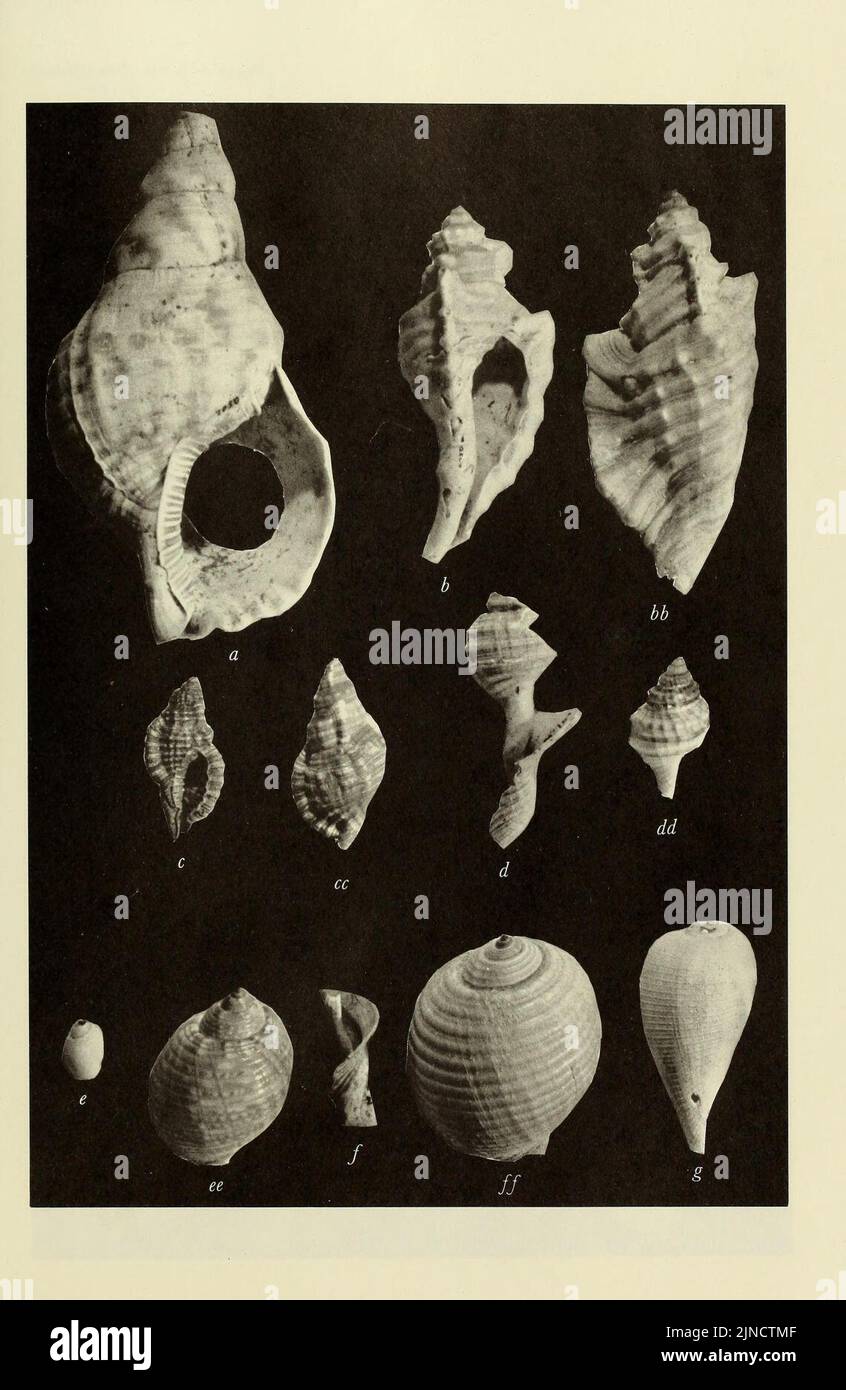 The archaeological use and distribution of Mollusca in the Maya ...