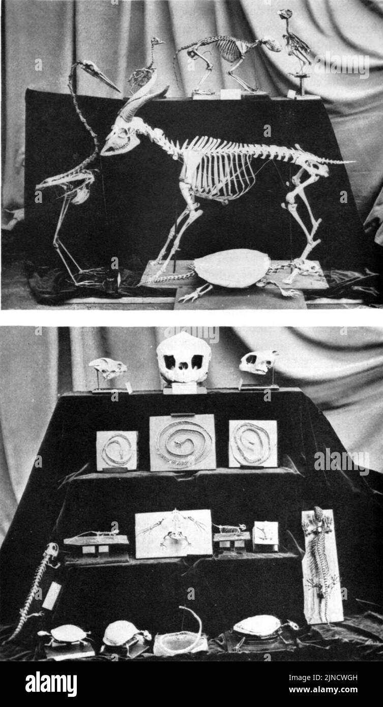 The Armed Forces Institute of Pathology - Figure 27 Stock Photo - Alamy