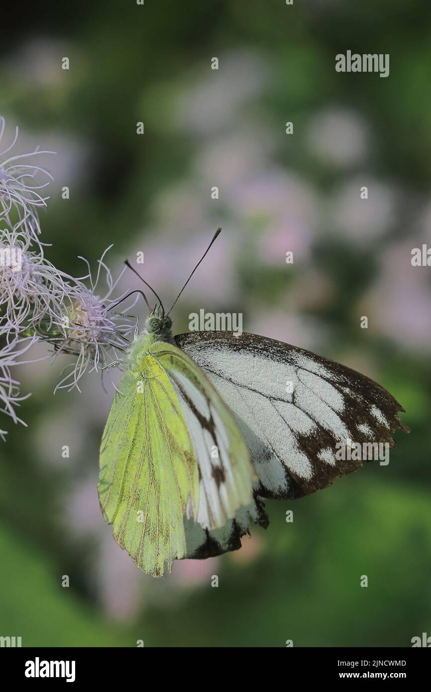 common gull butterfly (cepora nerissa) sitting on wild flower and ...