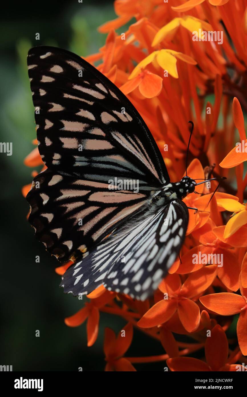 common mime butterfly (papilio clytia) pollinating flower in the garden ...