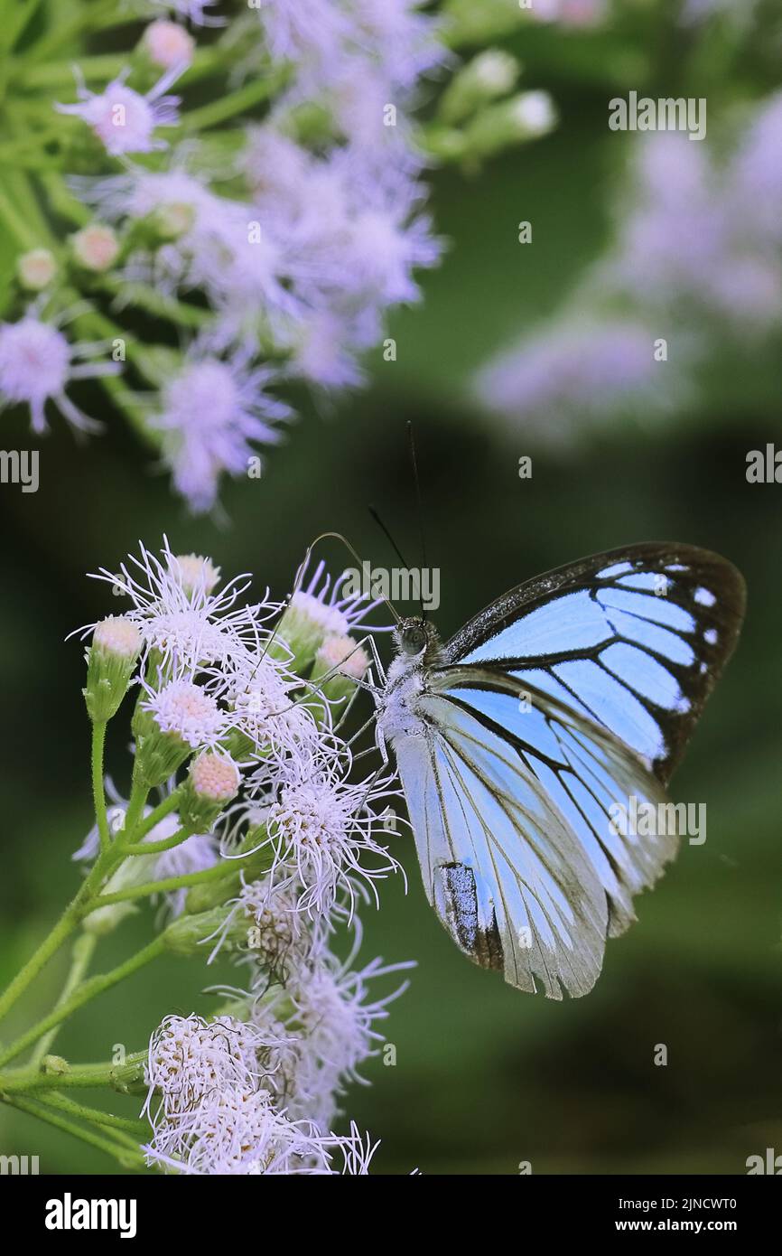 common wanderer butterfly (pareronia valeria) sitting on wild flower ...